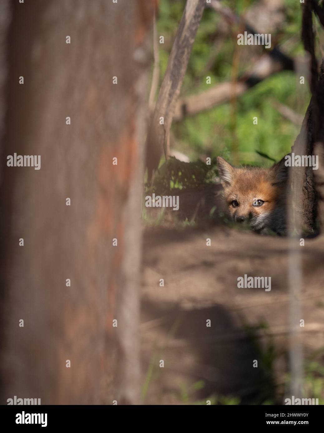 Fox cub playing around his den Stock Photo - Alamy