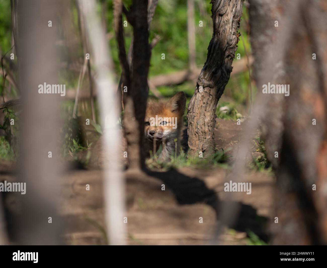 Fox cub playing around his den Stock Photo - Alamy