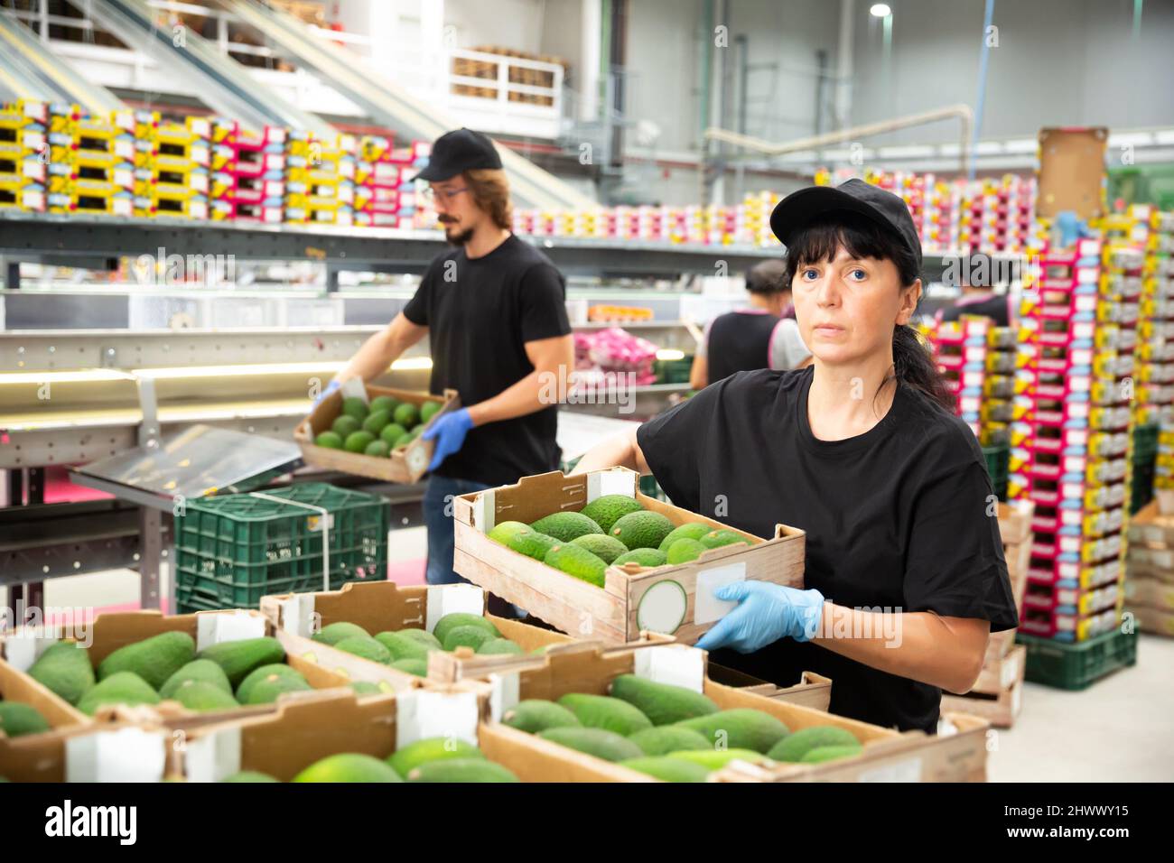 Female warehouse worker loading boxes with avocado Stock Photo - Alamy