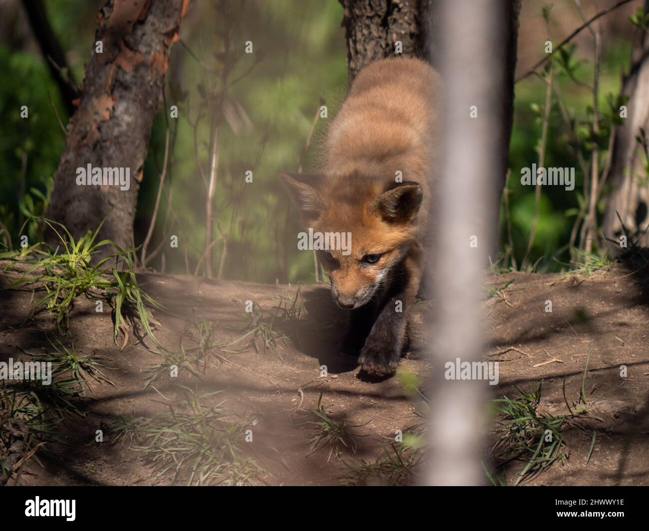 Fox cub playing around his den Stock Photo - Alamy