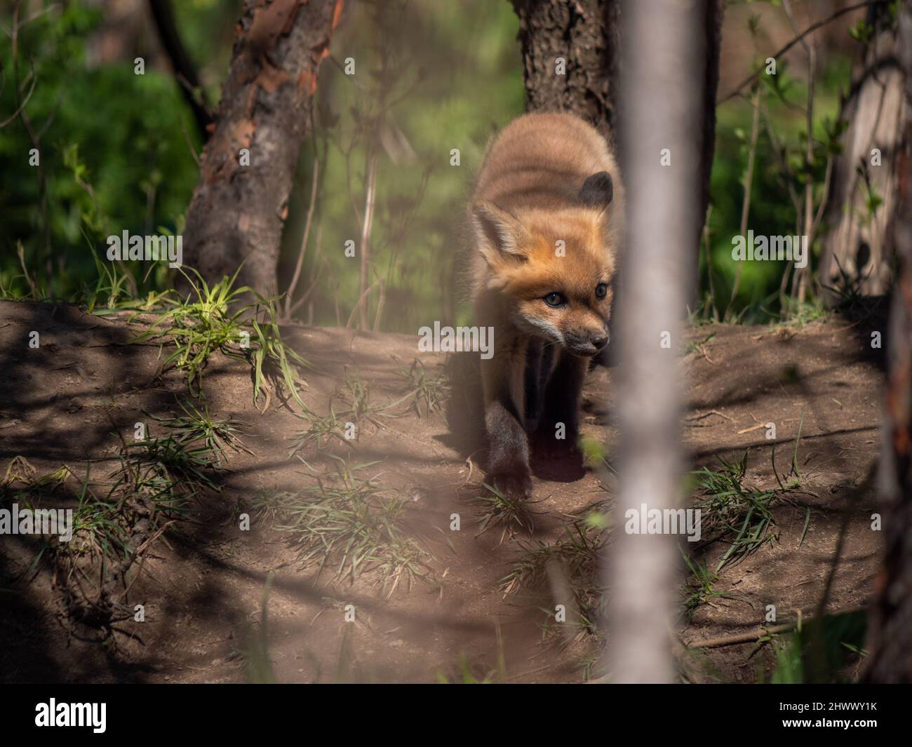 Fox cub playing around his den Stock Photo - Alamy
