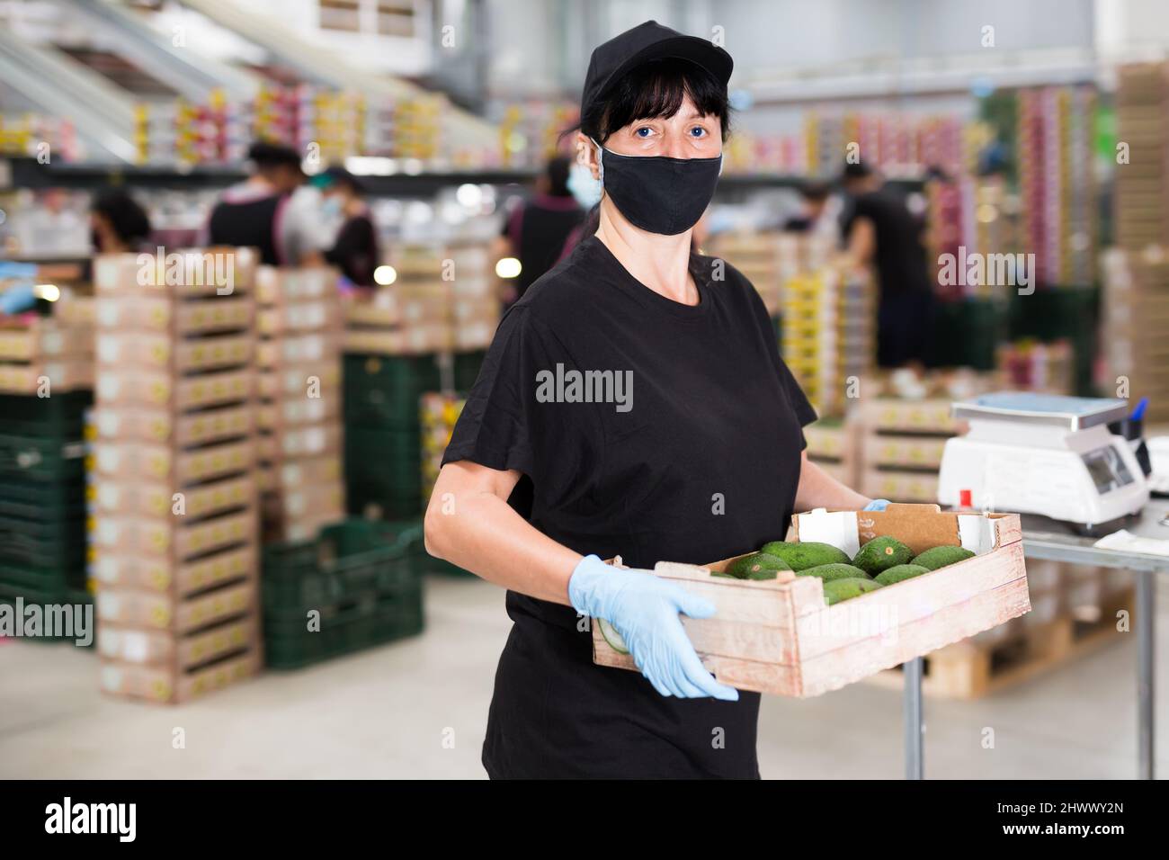 Woman harvesting mango hi-res stock photography and images - Alamy
