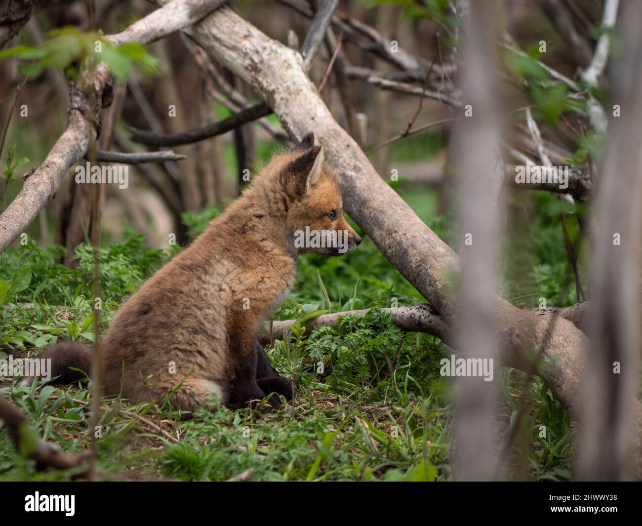 Red fox lovable animal hi-res stock photography and images - Alamy