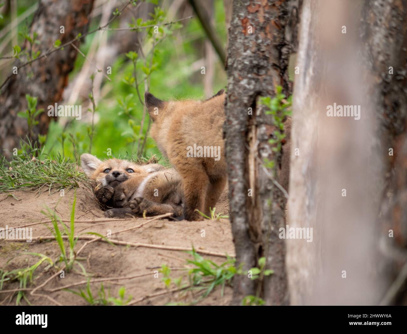 Fox cubs playing around their den Stock Photo - Alamy