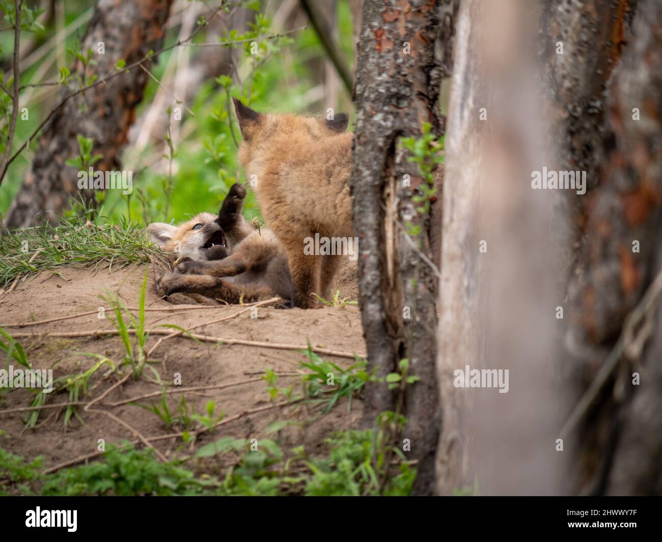 Fox cubs playing around their den Stock Photo - Alamy
