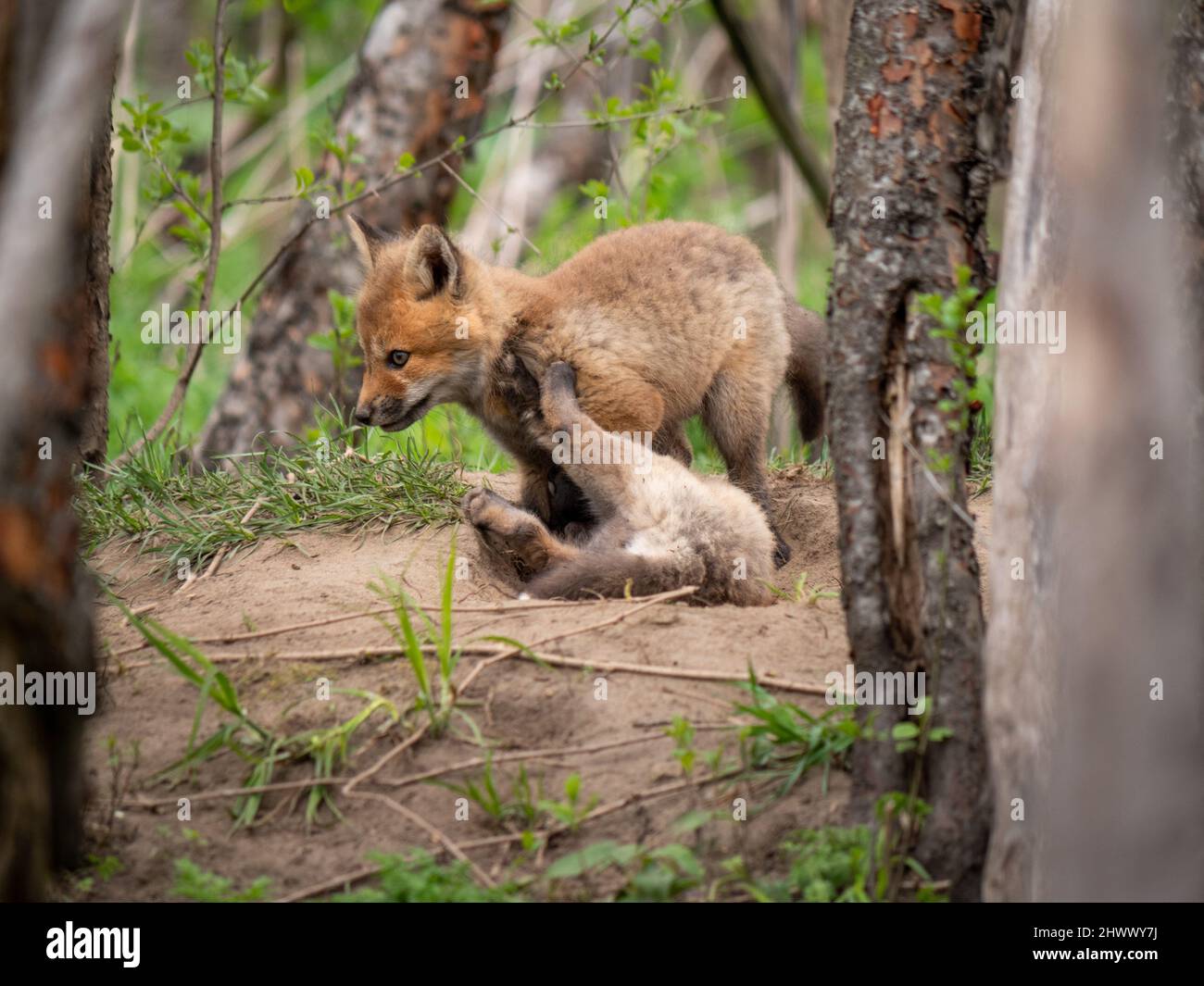 Fox cubs playing around their den Stock Photo - Alamy