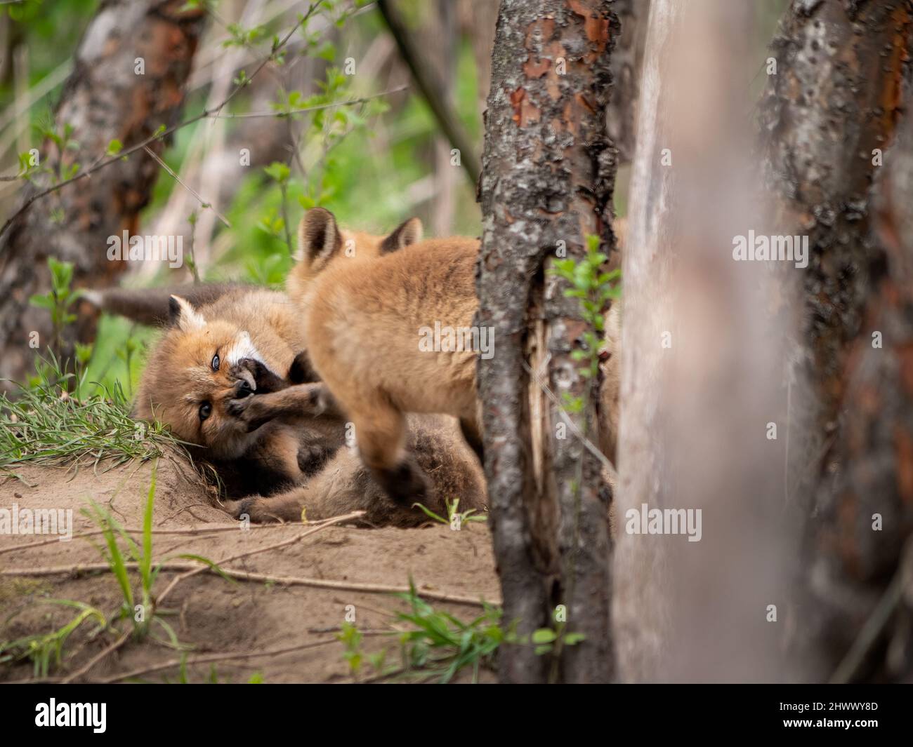 Fox cubs playing around their den Stock Photo - Alamy