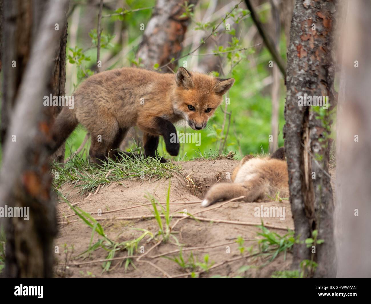 Fox cubs playing around their den Stock Photo - Alamy