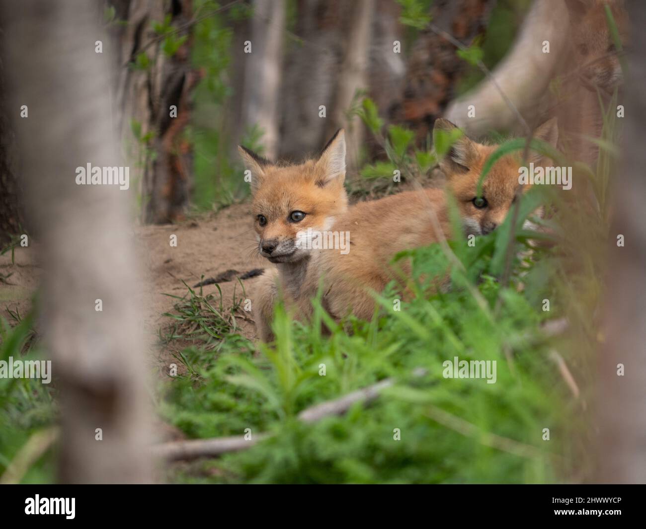 Fox cubs playing around their den Stock Photo - Alamy