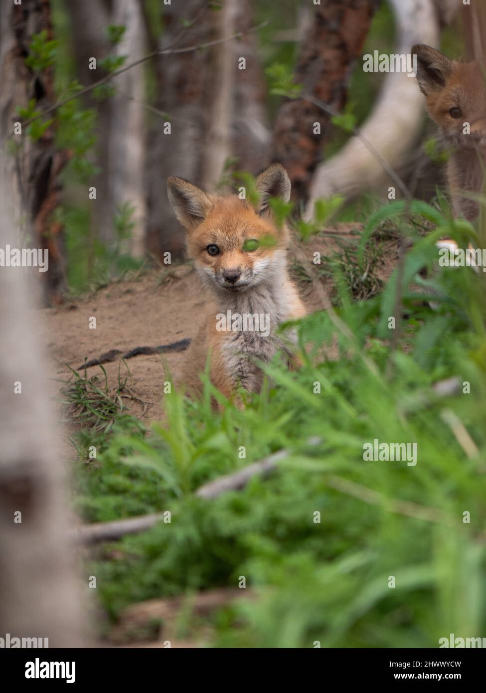Fox cubs playing around their den Stock Photo - Alamy