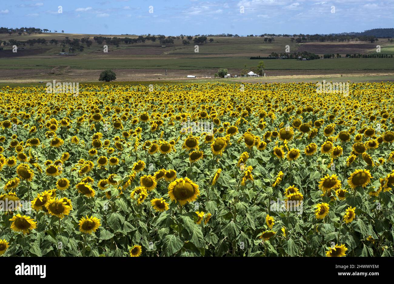 Sunflower field with farm buildings and blue sky Stock Photo - Alamy