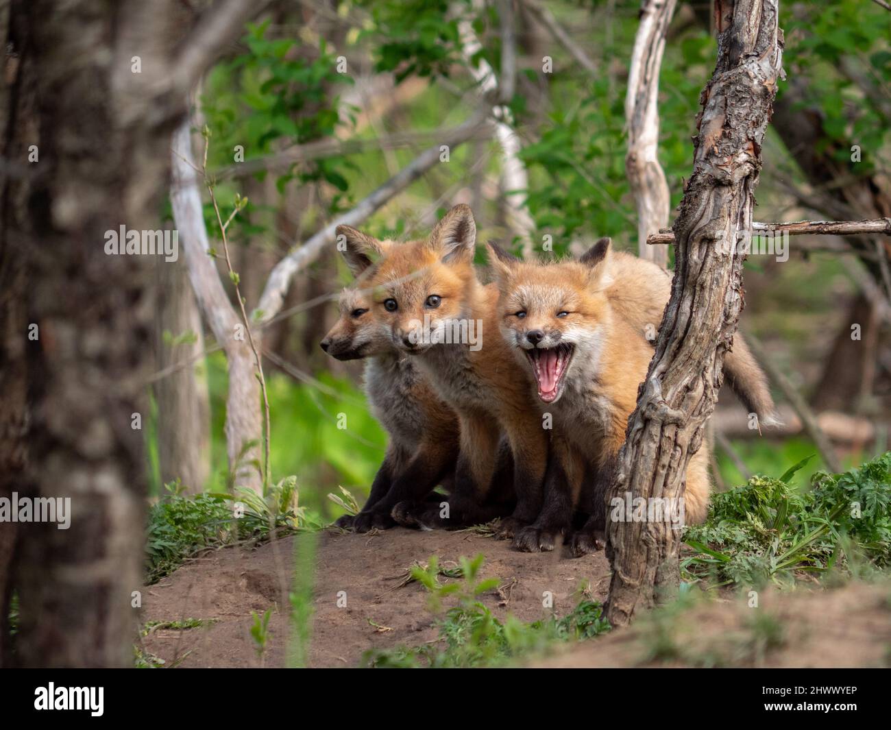 Red fox lovable animal hi-res stock photography and images - Alamy