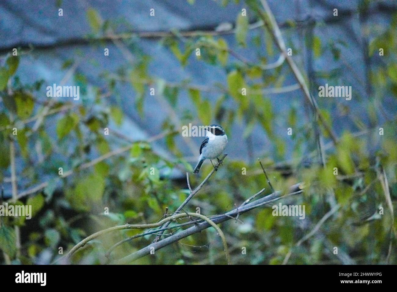 Himalayan moist forest hi-res stock photography and images - Alamy
