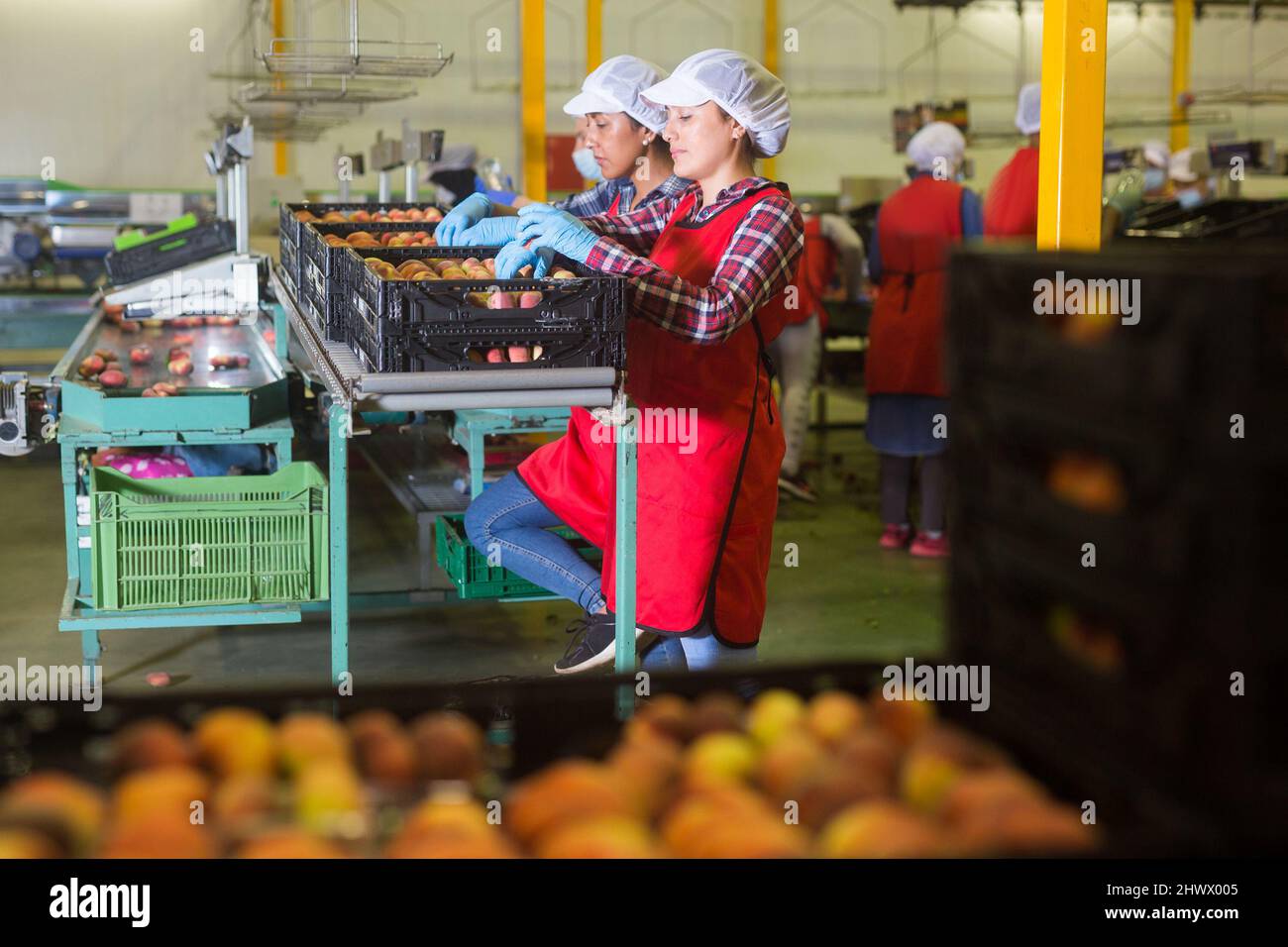 Woman working on producing sorting line at warehouse Stock Photo - Alamy