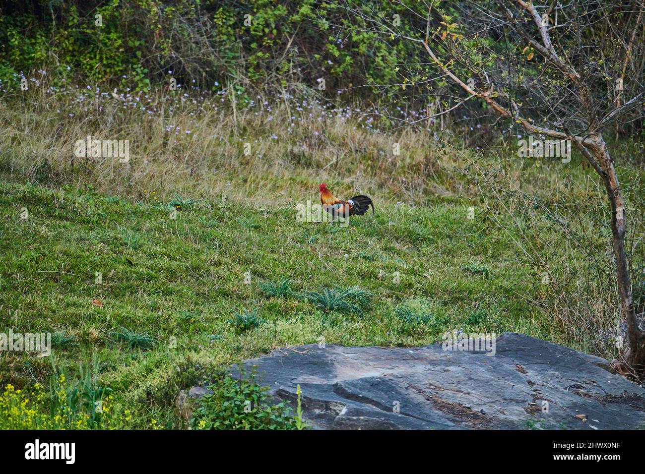 A red jungle fowl on the edges of farm land in Sidhpur, Himachal ...