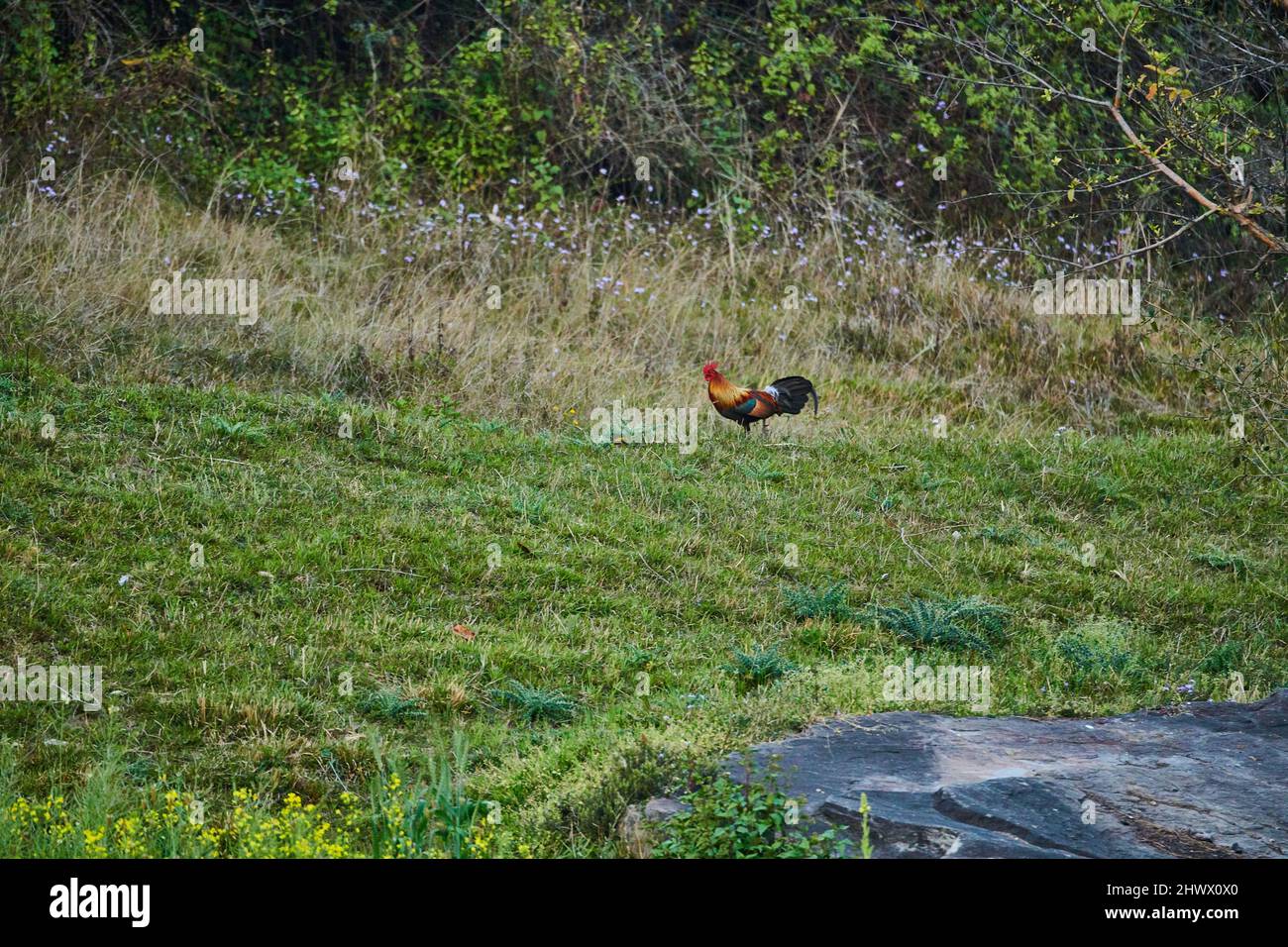 A red jungle fowl on the edges of farm land in Sidhpur, Himachal ...
