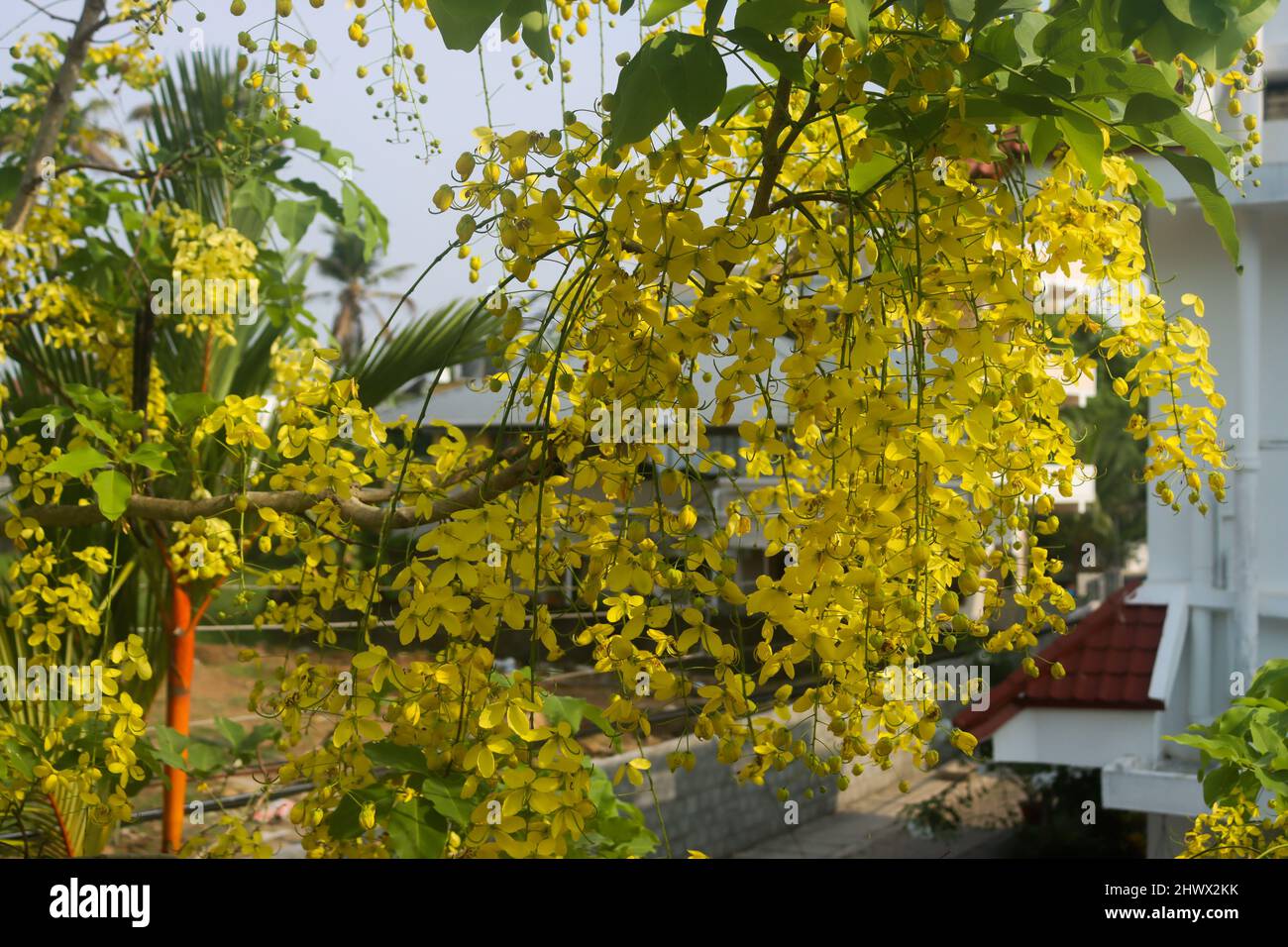 Vishu kani hi-res stock photography and images - Alamy