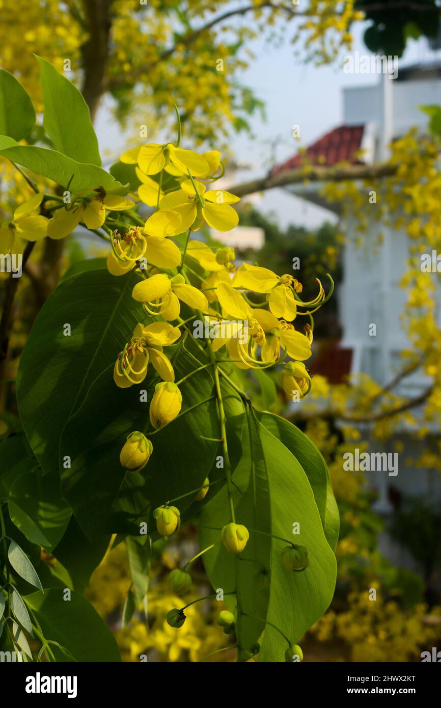 Konna hi-res stock photography and images - Alamy