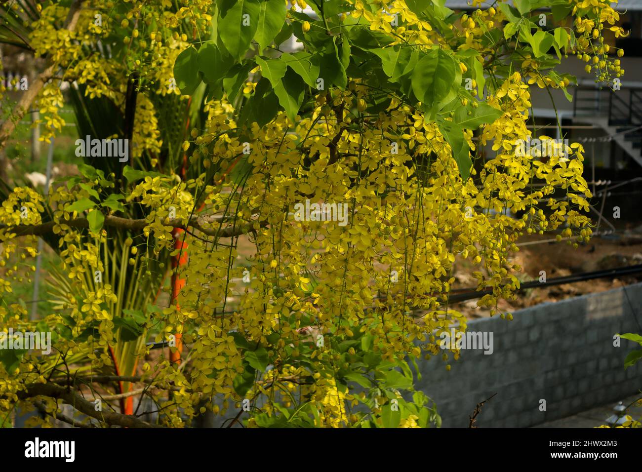 Vishu kani hi-res stock photography and images - Alamy