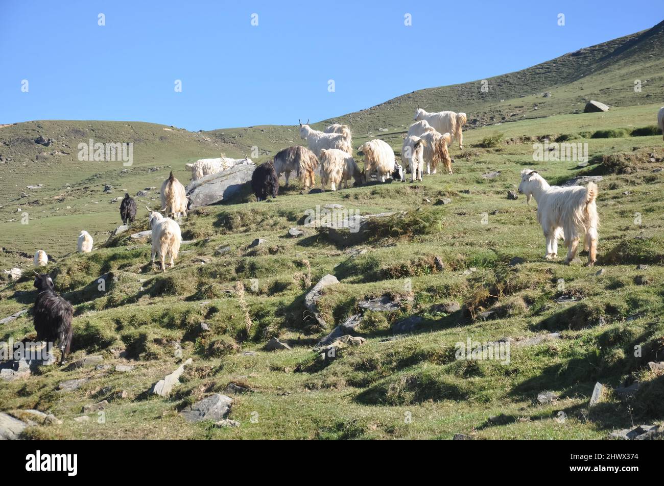 Group of goats hi-res stock photography and images - Alamy