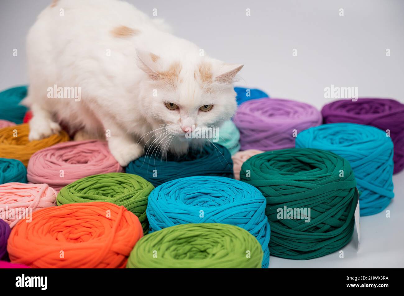 Close-up of a whiting fluffy cat among multicolored cotton skeins Stock ...