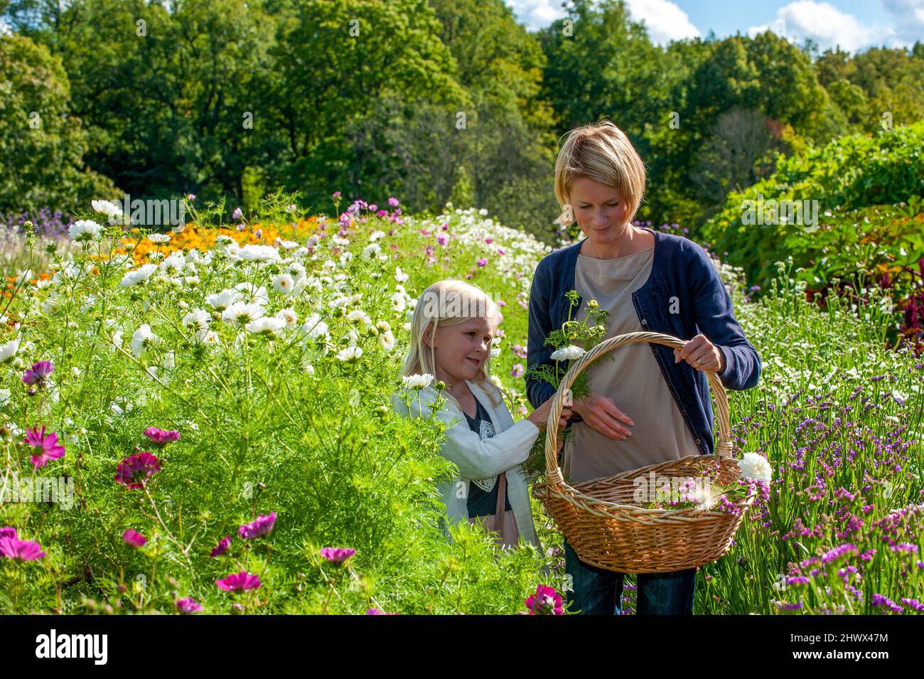 Lady picking flowers hi-res stock photography and images - Alamy