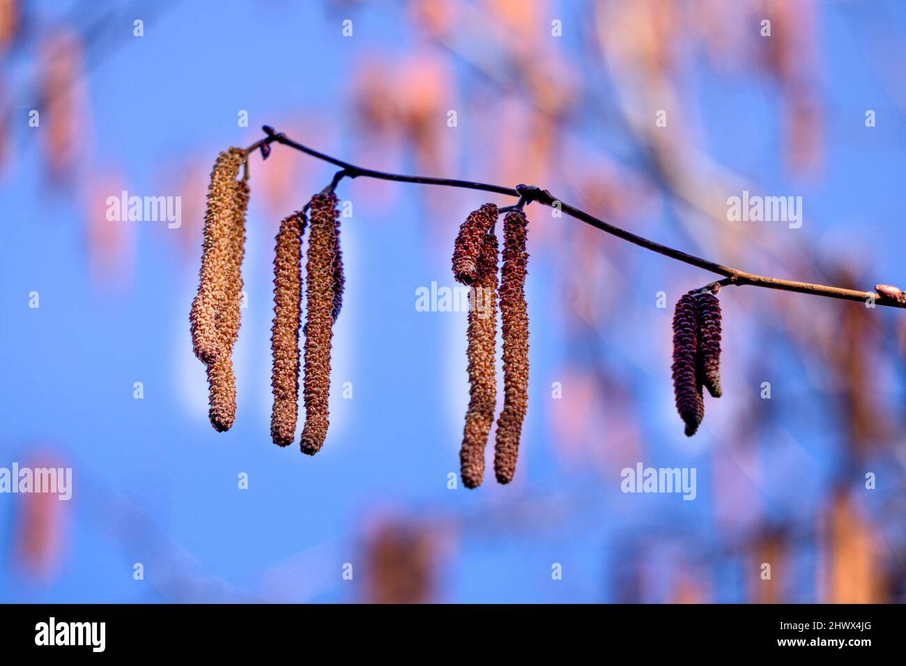 The young blooming long catkins on alder tree branches in early spring ...