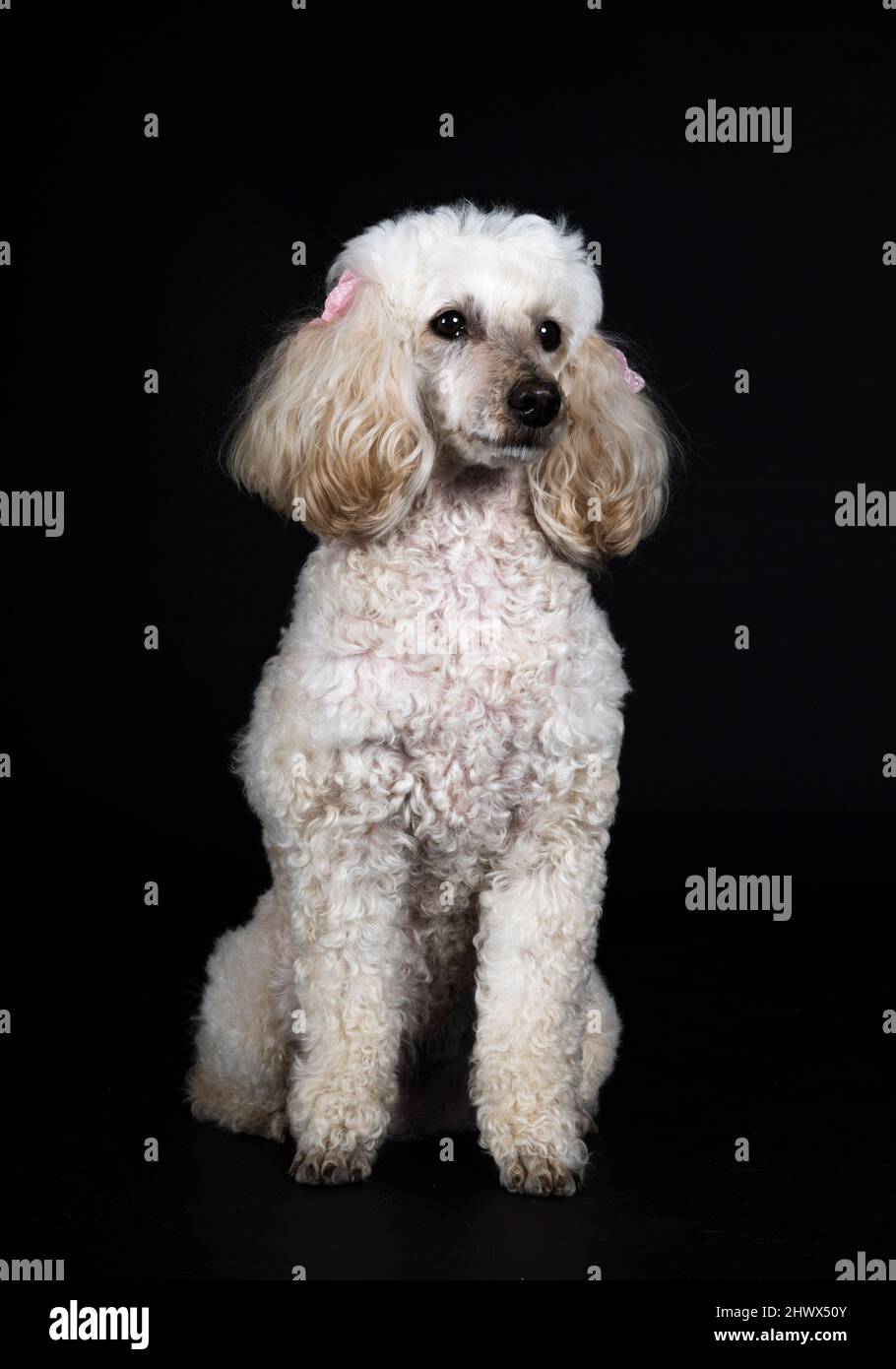 white poodle in front of black background Stock Photo - Alamy