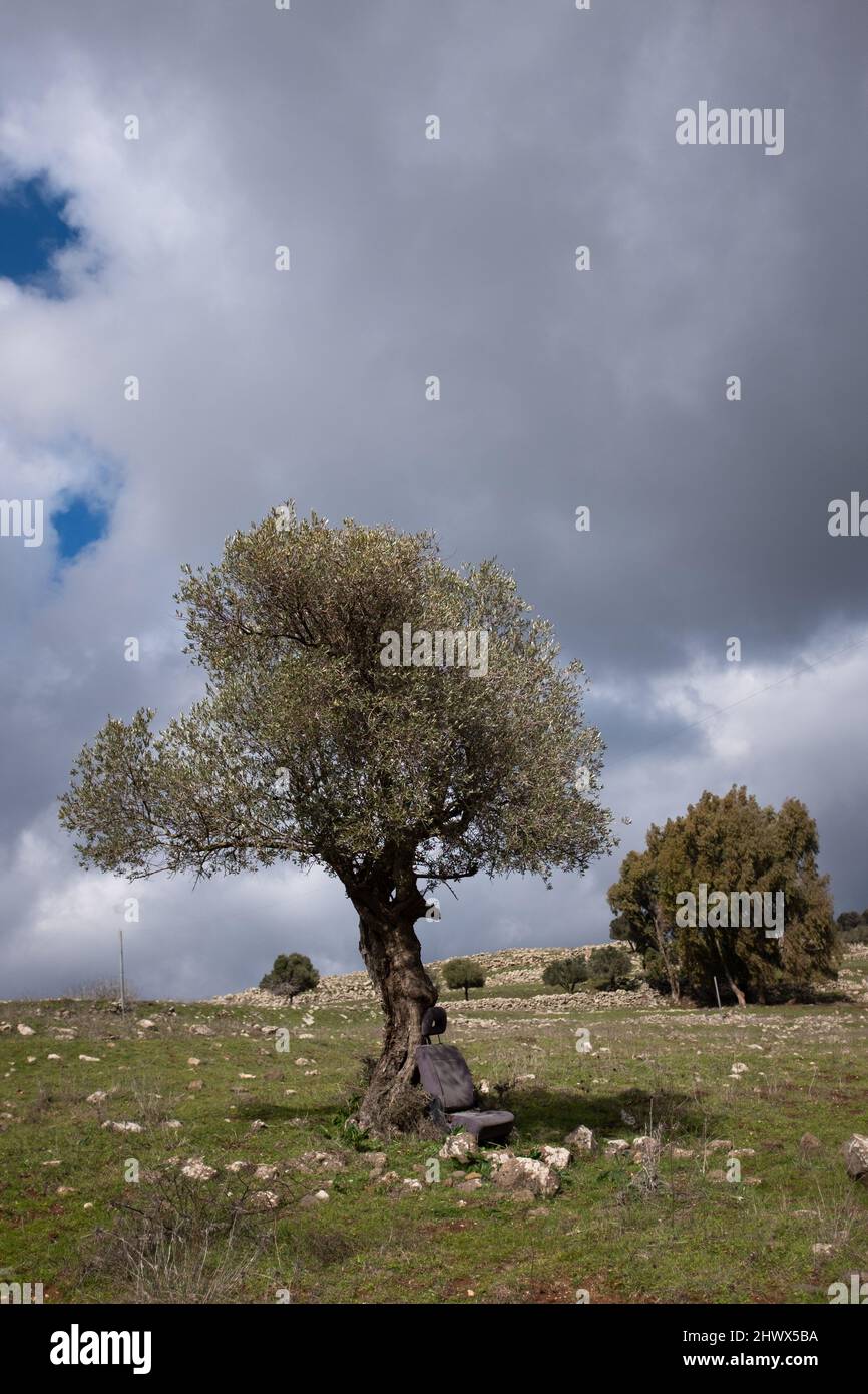 Scenic landscape with olive tree Stock Photo - Alamy
