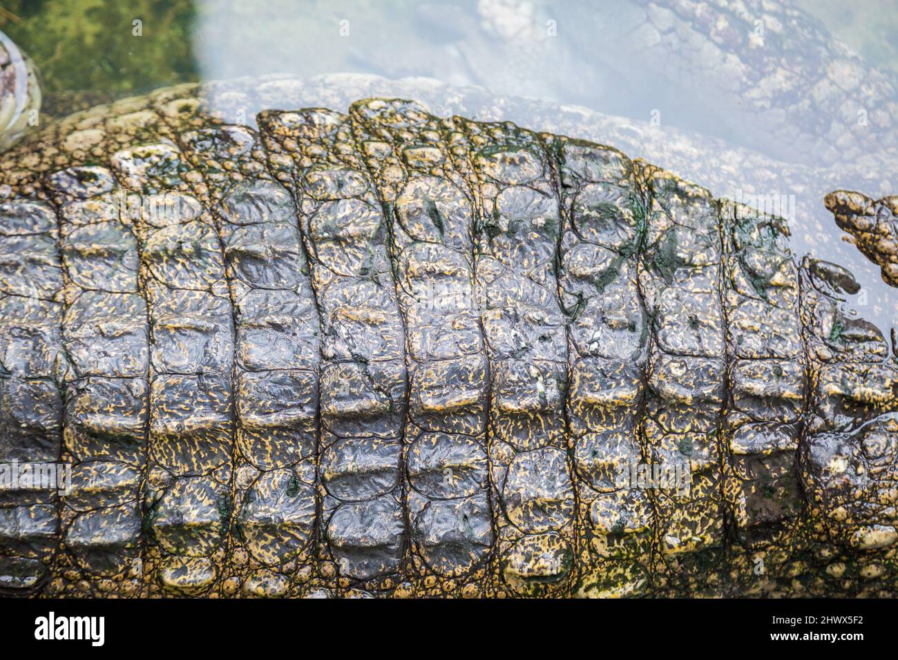 Crocodile texture skin with water background Stock Photo - Alamy