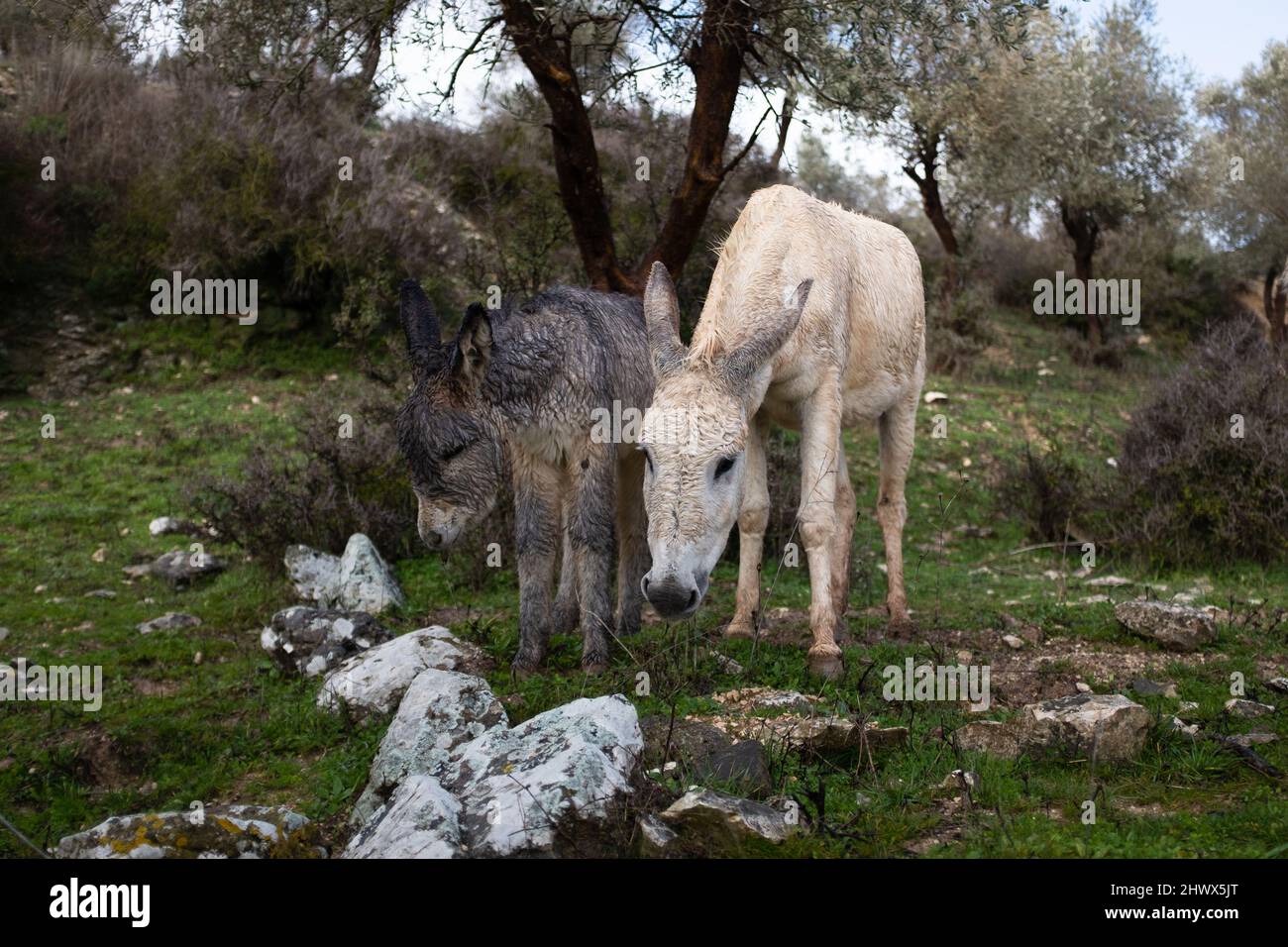 White donkey foal hi-res stock photography and images - Alamy