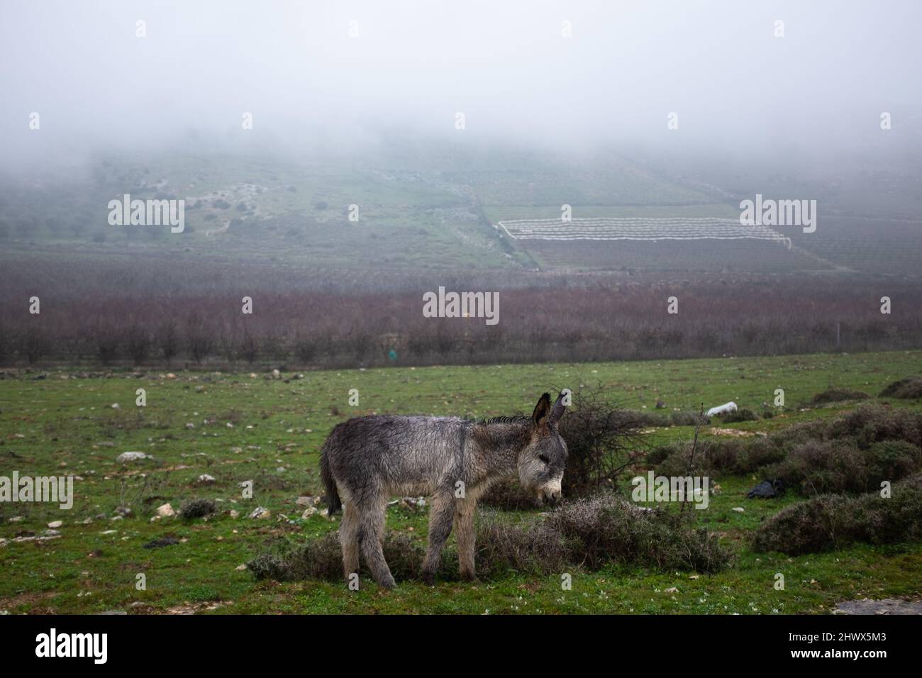 Donkey in countryside Stock Photo - Alamy