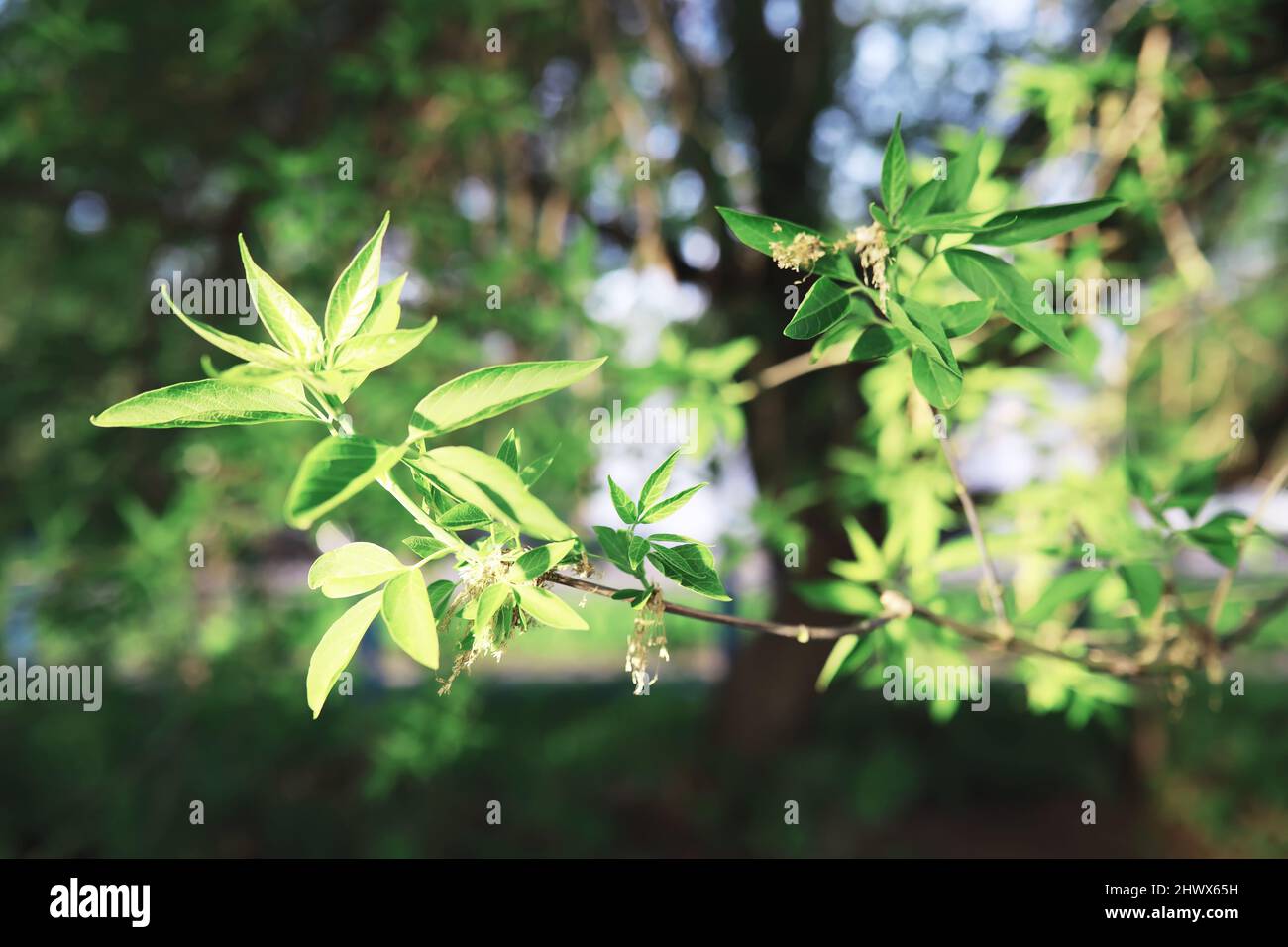 Spring nature background. Greenery trees and grasses on a sunny spring ...