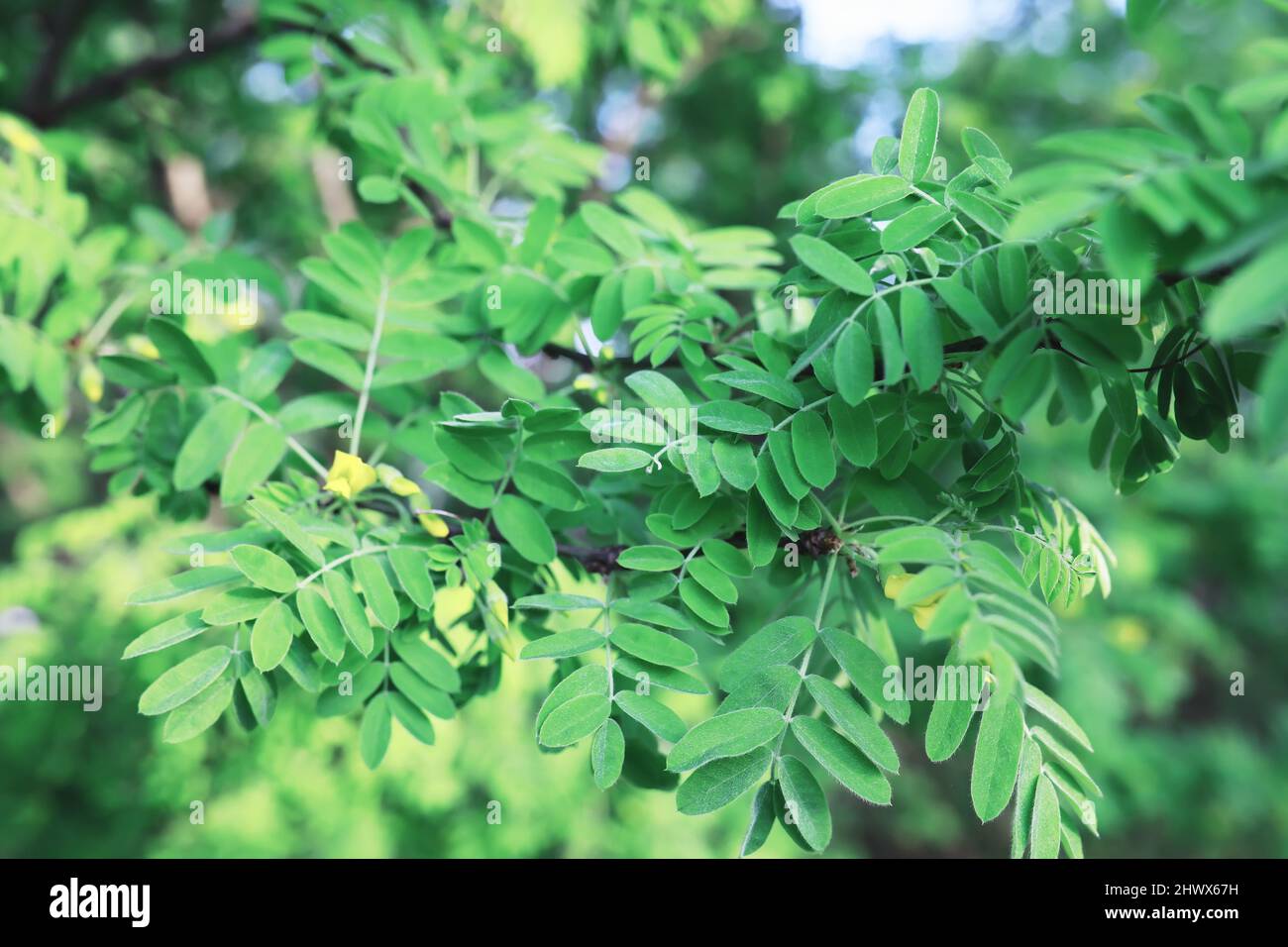 Spring nature background. Greenery trees and grasses on a sunny spring ...