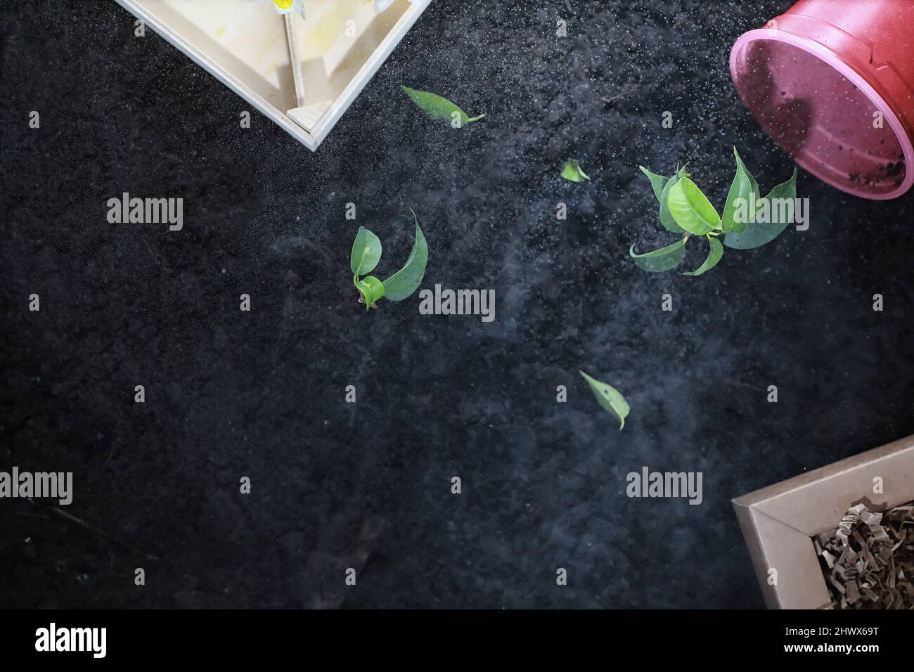 Green sprout on the ground. Spring concept. Seedlings in ground ...