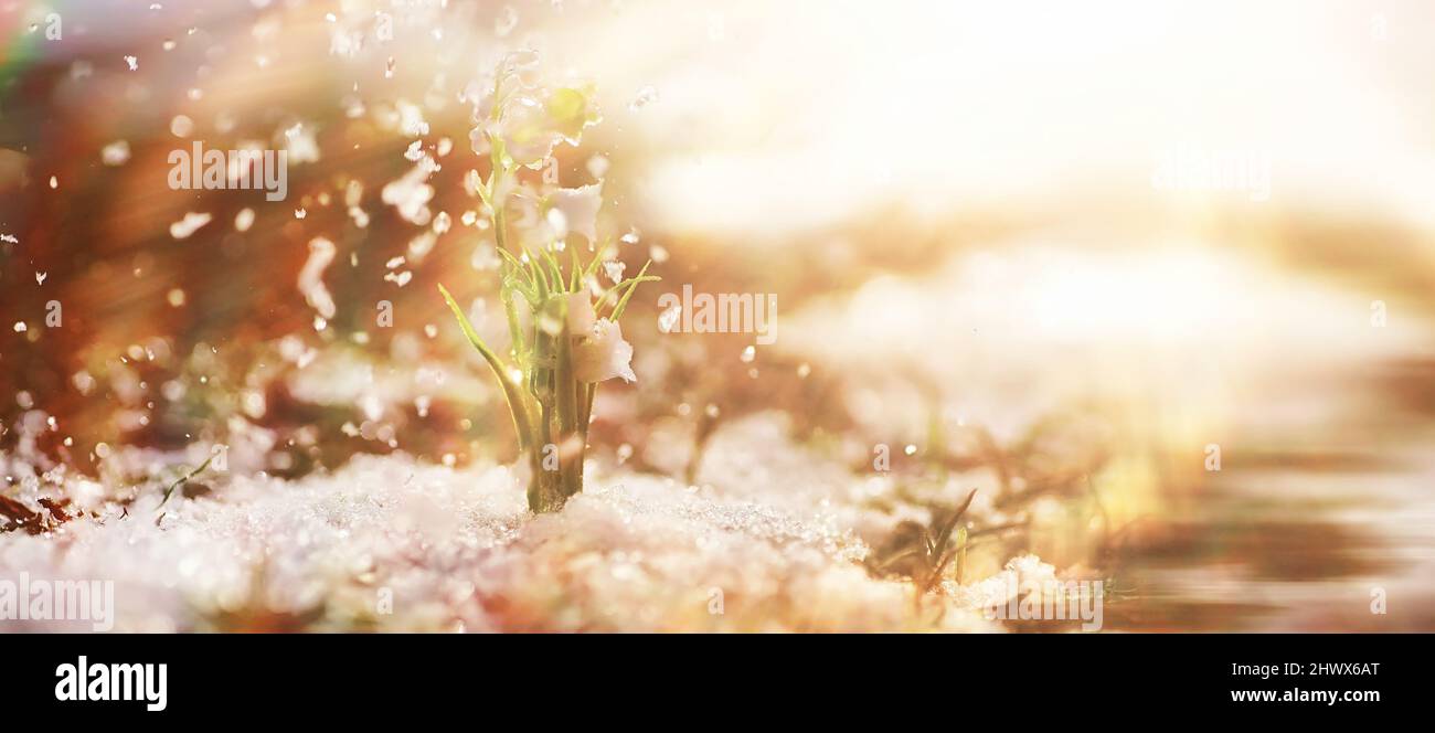 The first spring flowers. Snowdrops in the forest grow out of snow ...