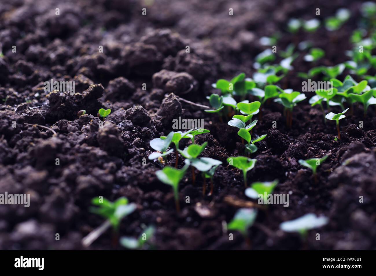 Young sprouts of seedlings in vegetable garden. Greenery in a ...