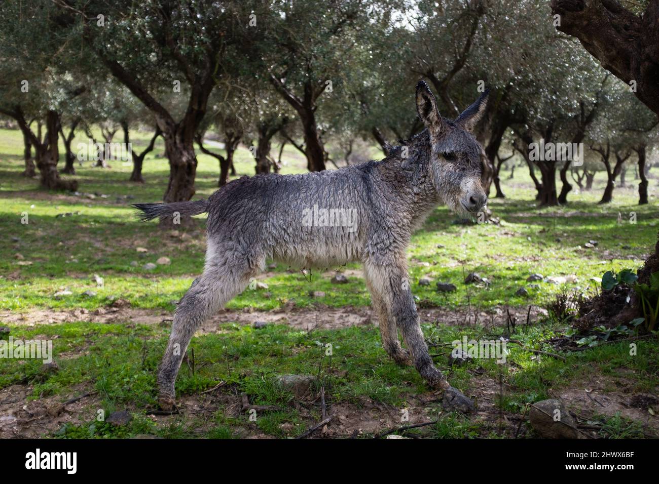 Donkey stretch hi-res stock photography and images - Alamy