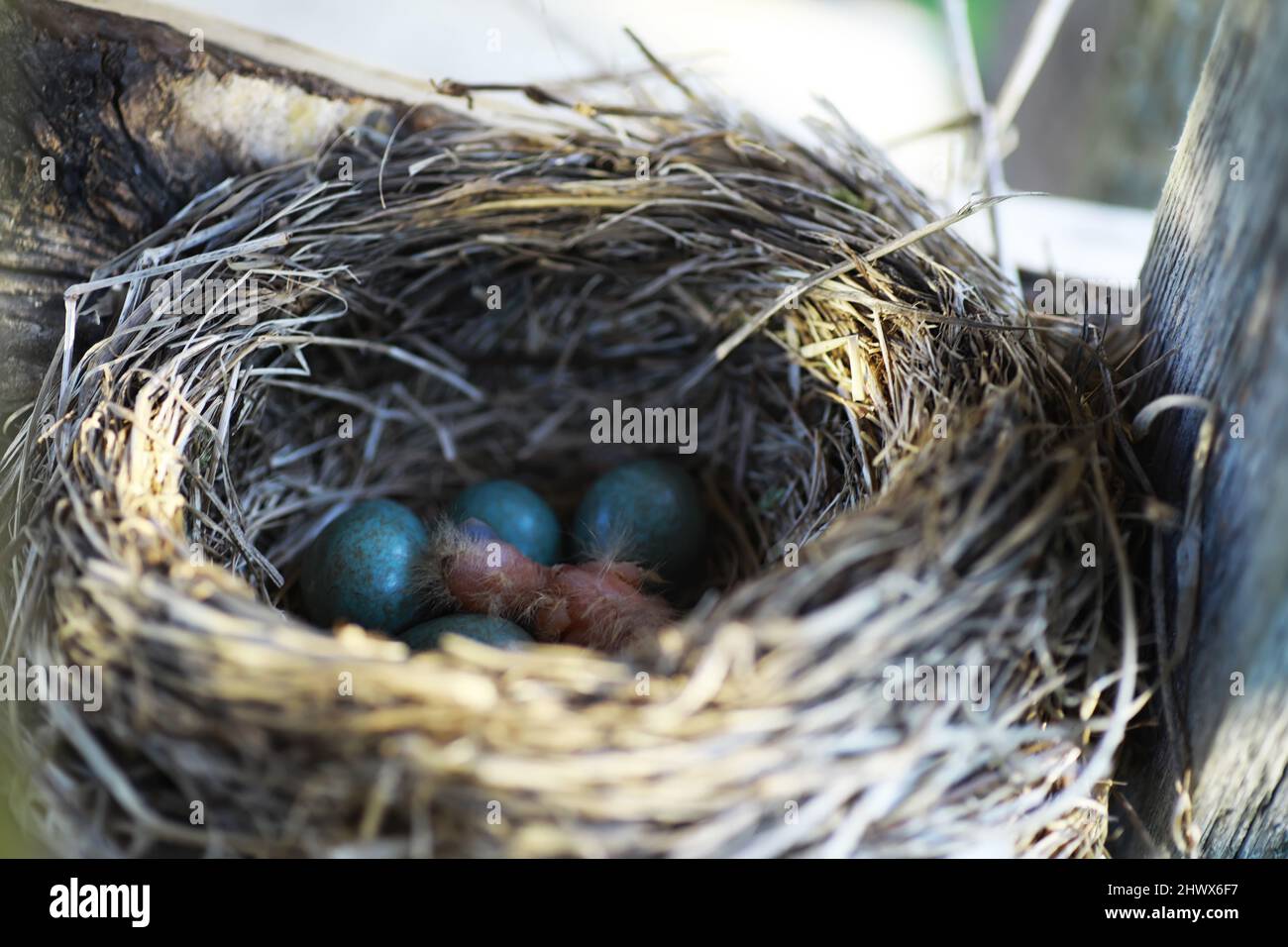 Bird's nest with offspring in early summer. Eggs and chicks of a small ...