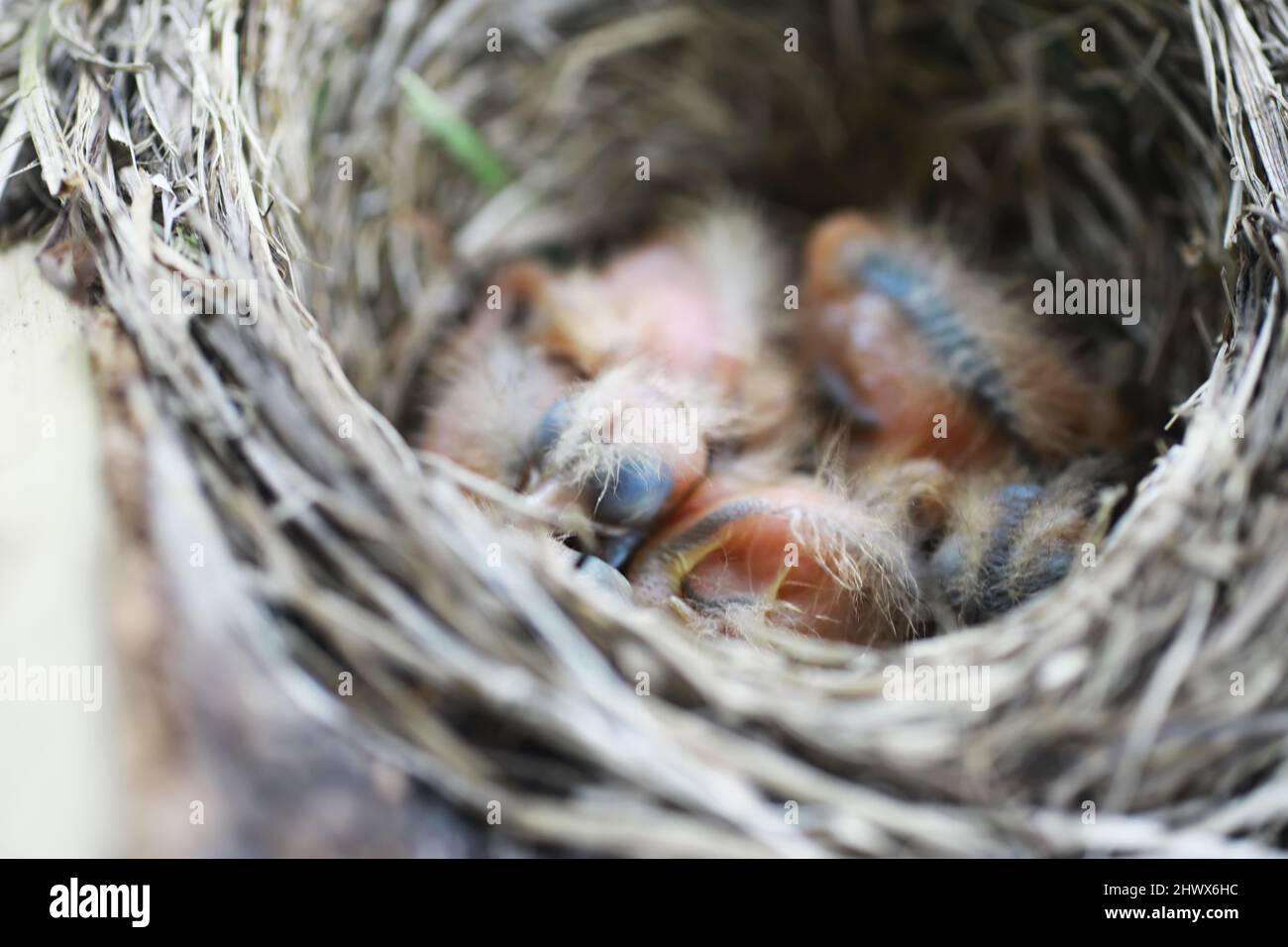 Bird's nest with offspring in early summer. Eggs and chicks of a small ...