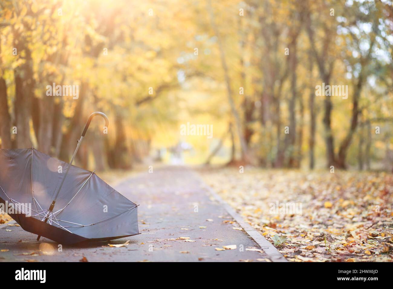Autumn rain in the park during the day Stock Photo - Alamy