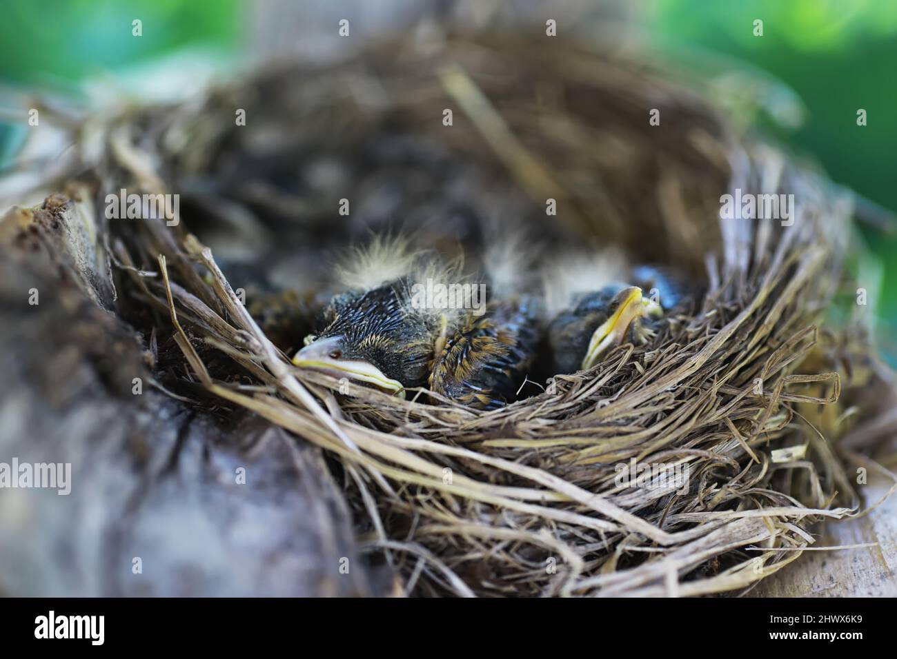 Bird's nest with offspring in early summer. Eggs and chicks of a small ...