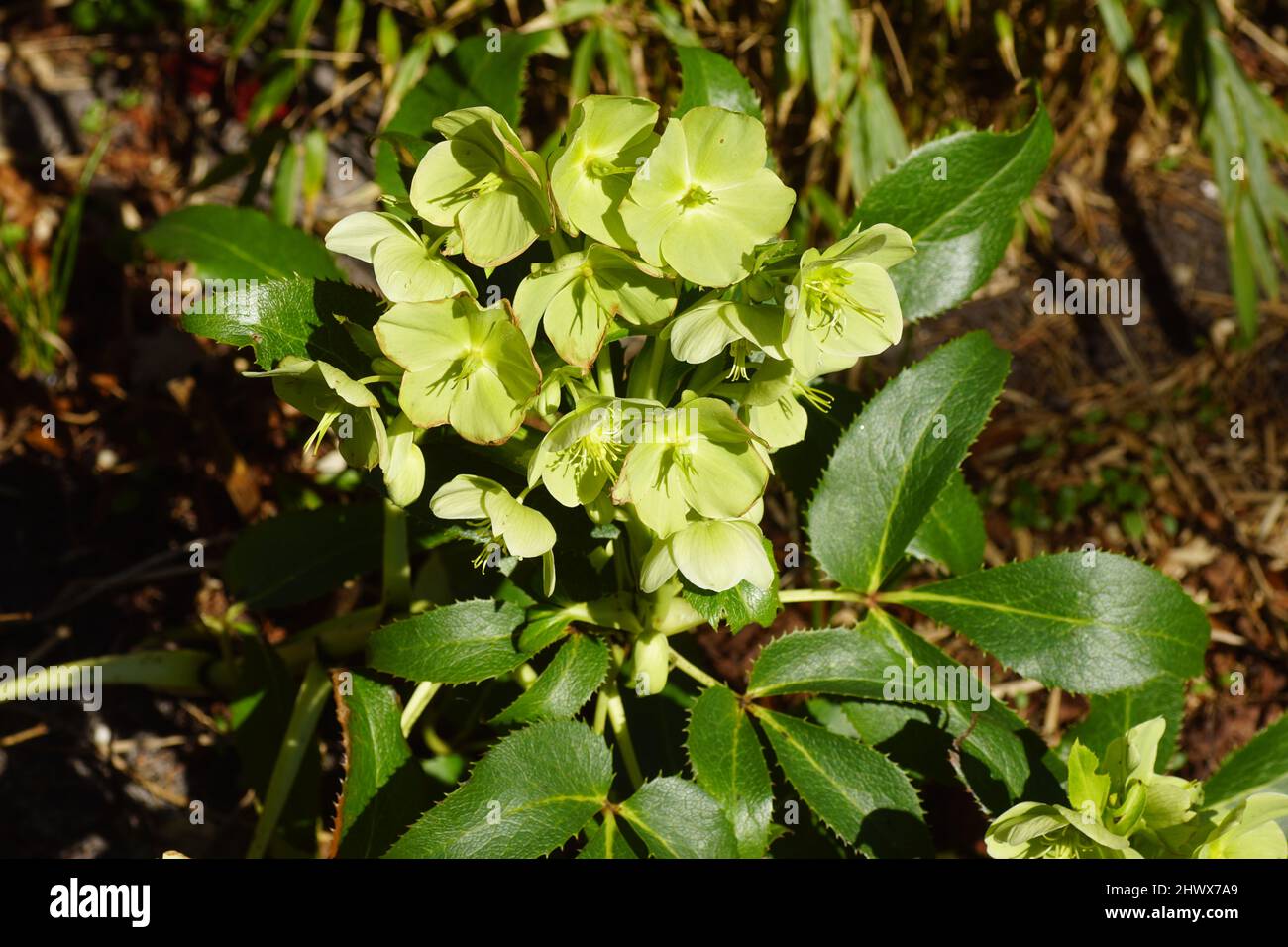 White green flowering hellebores. Genus Helleborus of the buttercup or ...