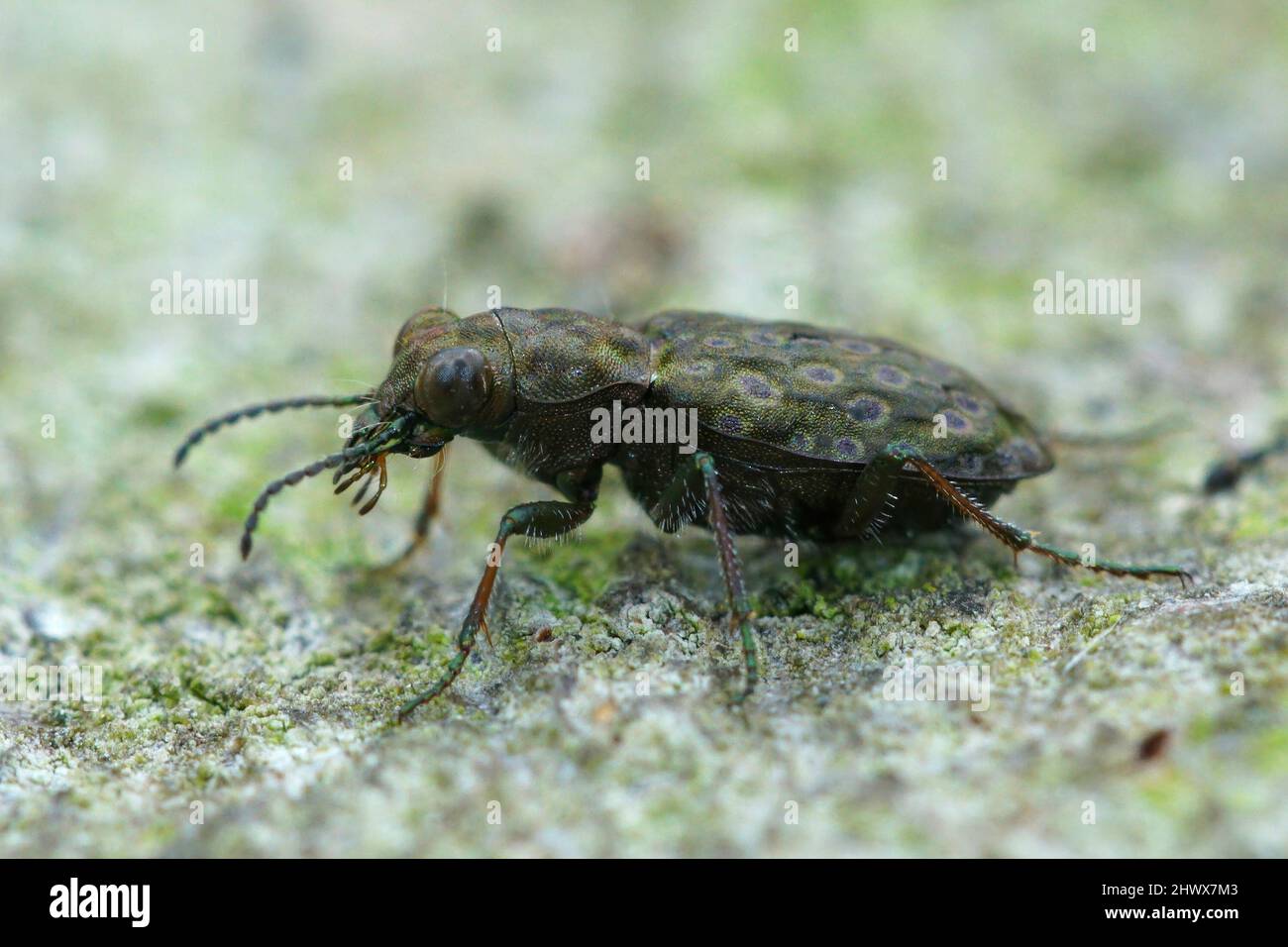 Closeup on a small but colorful ground beetle, Elaphrus riparius ...