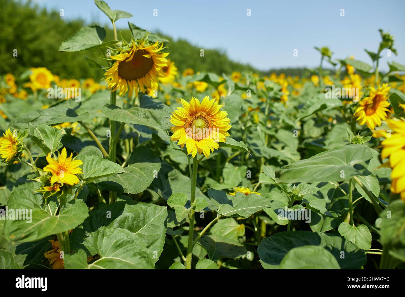 A sunny field of sunflowers in glowing yellow light. A bright yellow ...