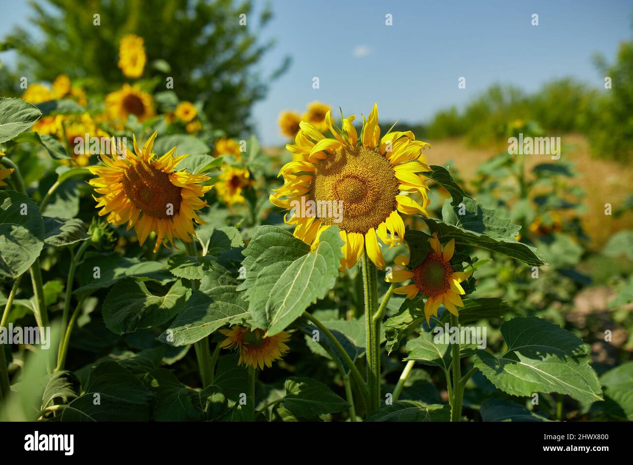 A sunny field of sunflowers in glowing yellow light. A bright yellow ...