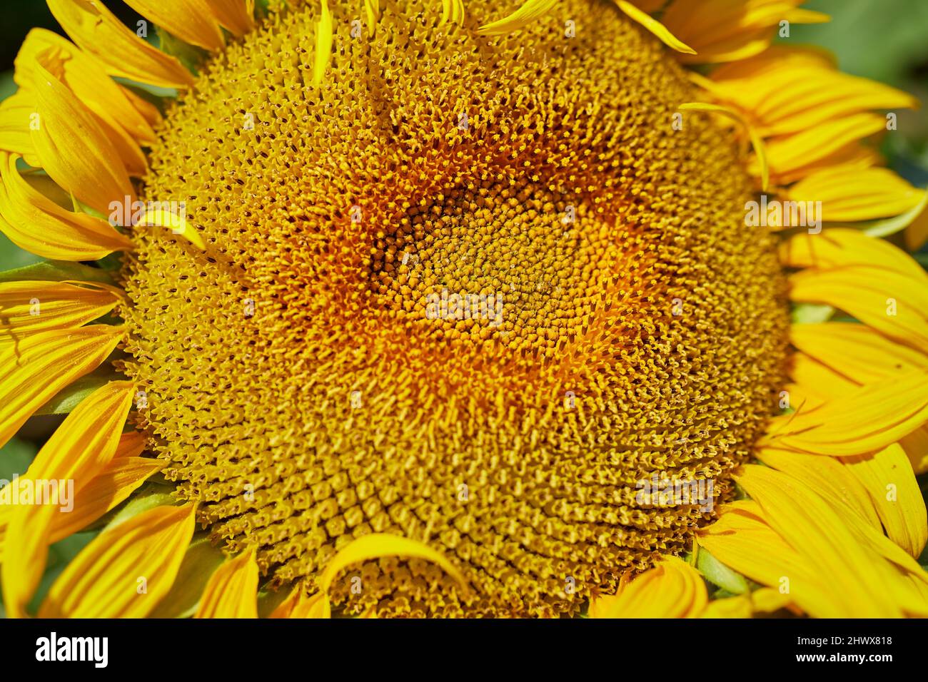 Close up of sunflowers in glowing yellow ligh, A bright yellow and ...
