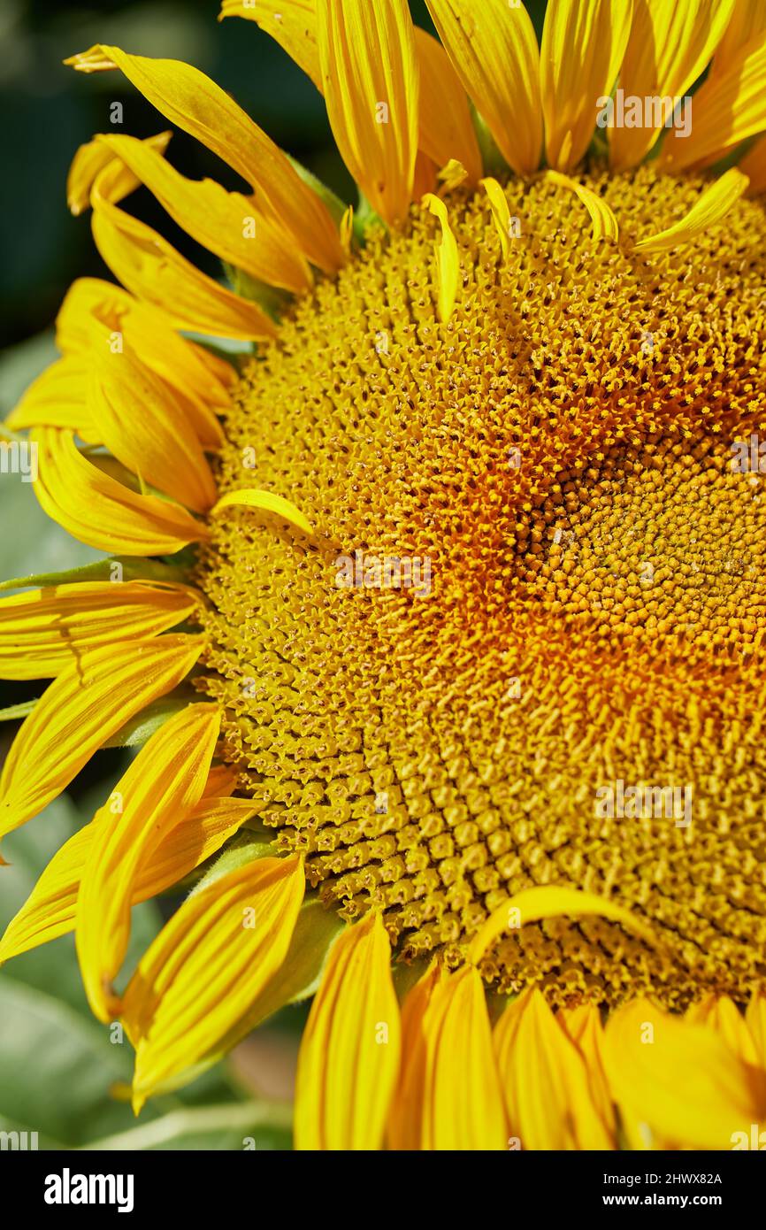 Close up of sunflowers in glowing yellow ligh, A bright yellow and ...