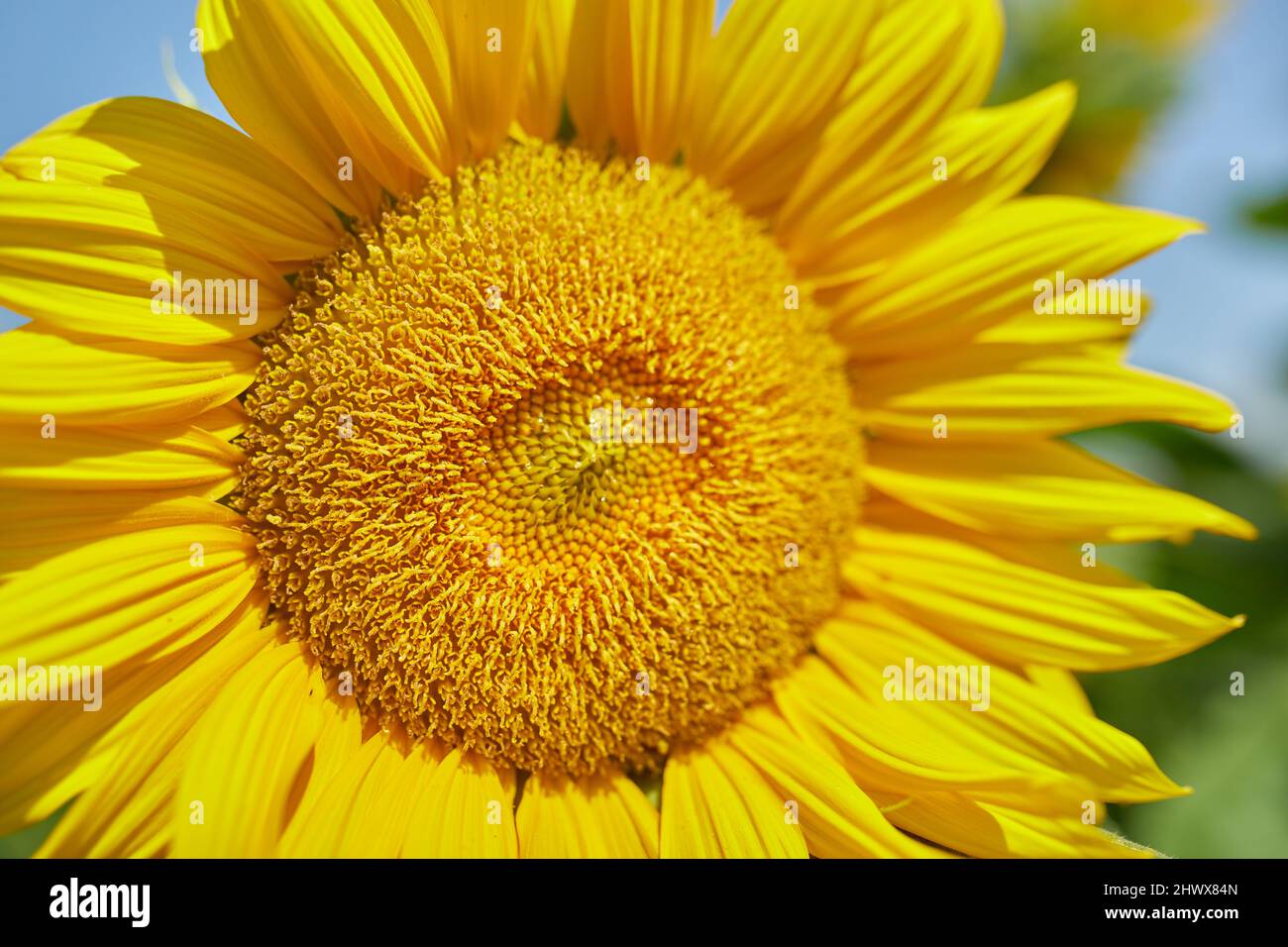 Close up of sunflowers in glowing yellow ligh, A bright yellow and ...