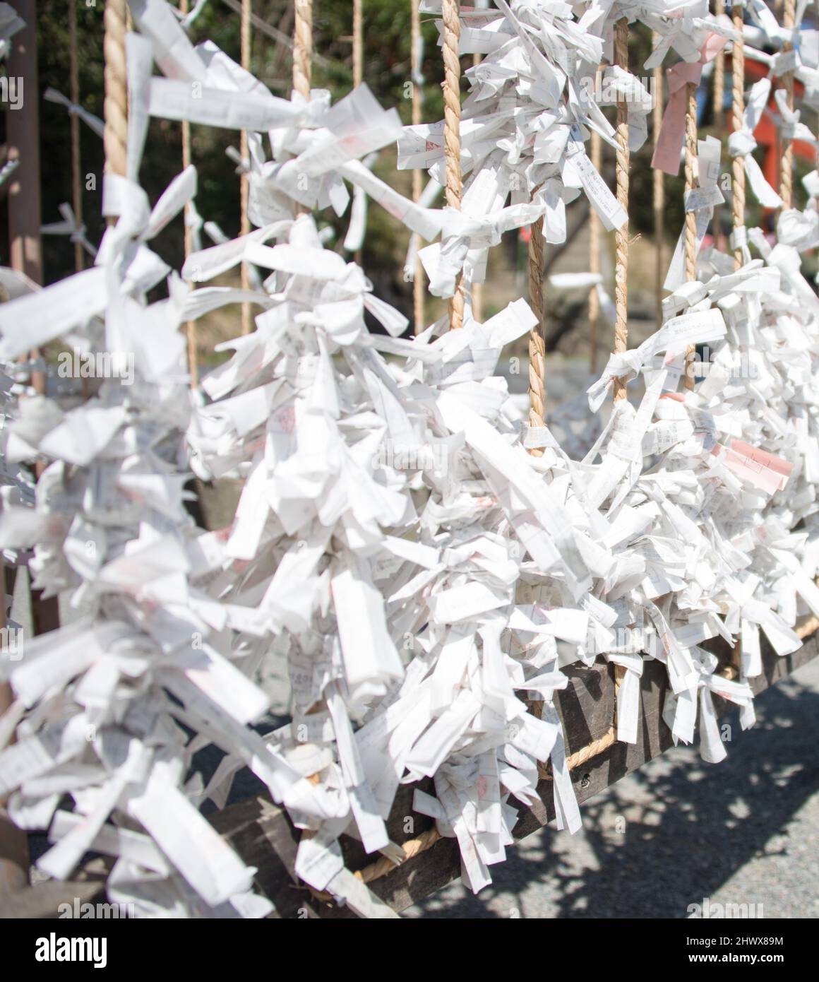 KAMAKURA, JAPAN - Fortune paper (Japanese "Omikuji") at Tsurugaoka ...